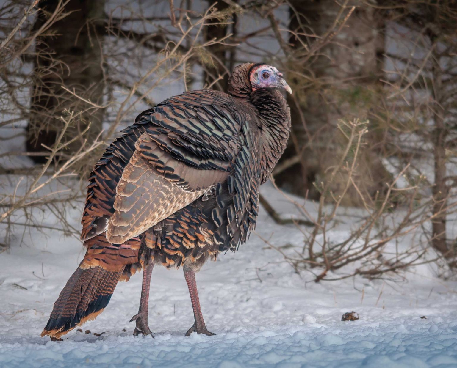 A Guide to Wild Turkeys in Ontario