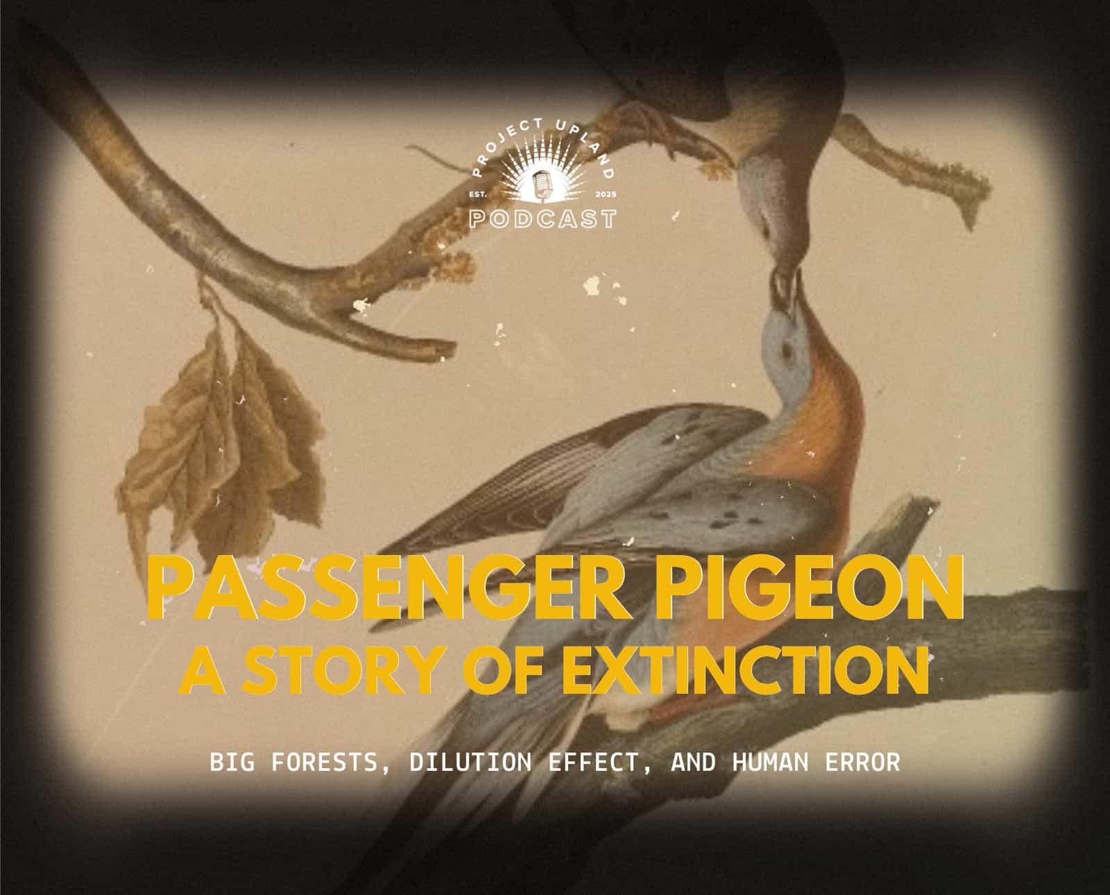 Why No One's Heard Of The Passenger Pigeon - Project Upland