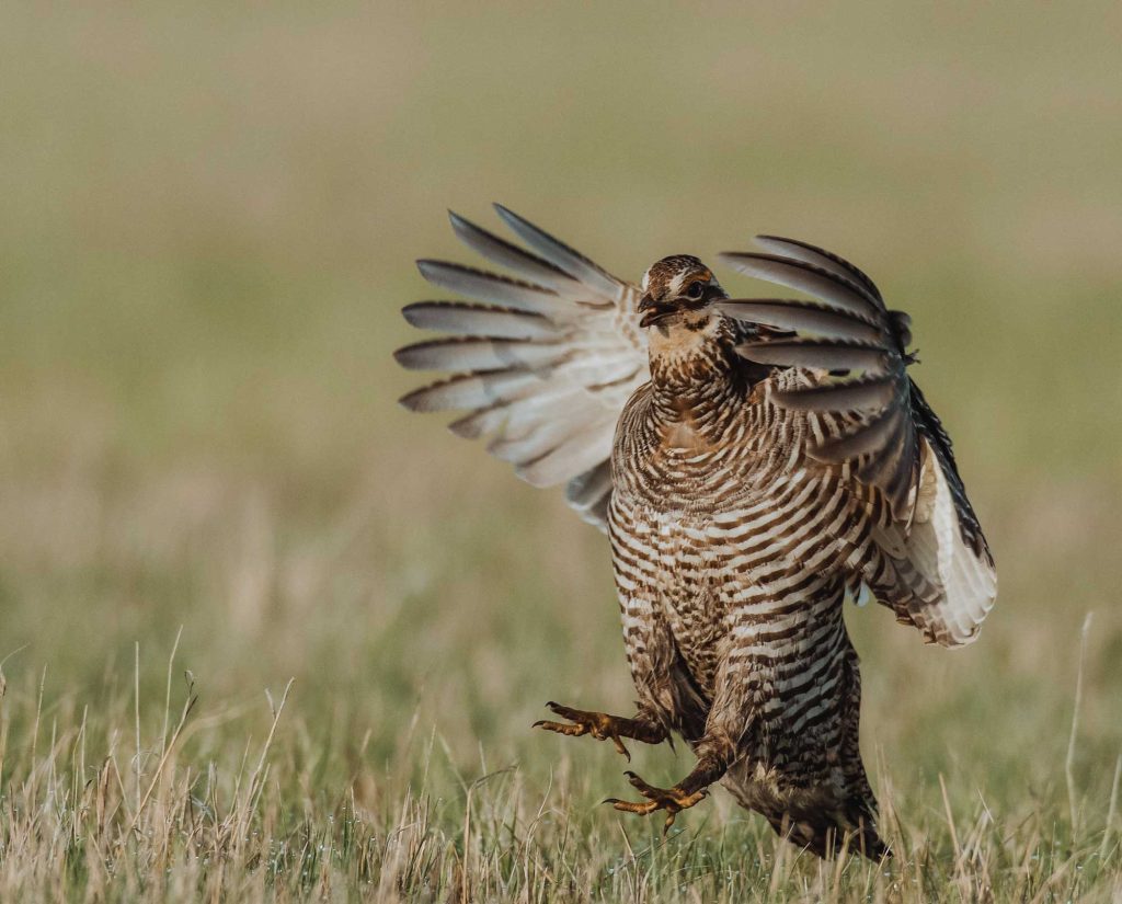 Defining the Grouse Family of the Galliformes Order of Birds