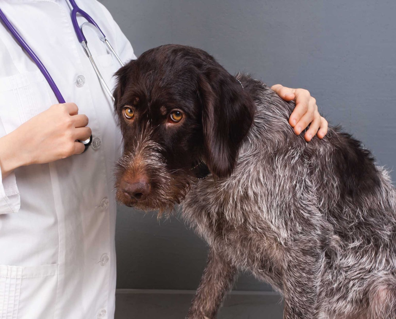 Should I Neuter Or Spay My Dog? - Project Upland Magazine