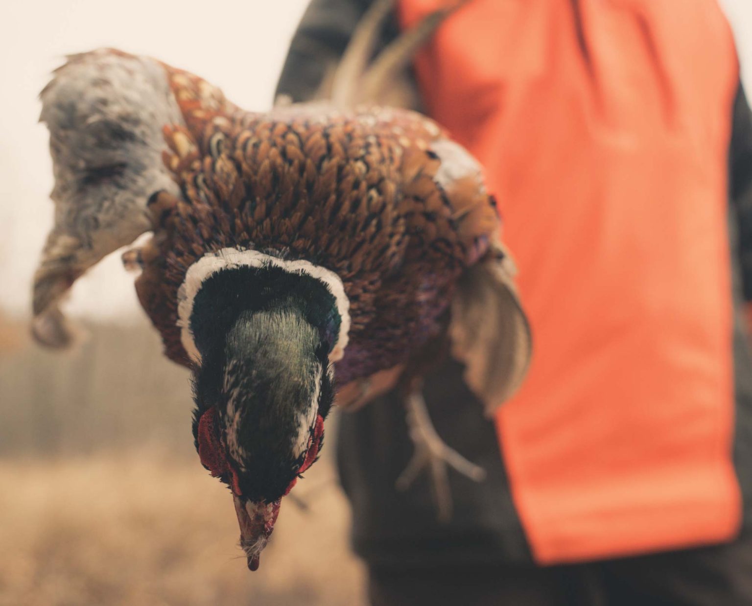 Places Pheasant Hide During the Hunting Season - Project Upland