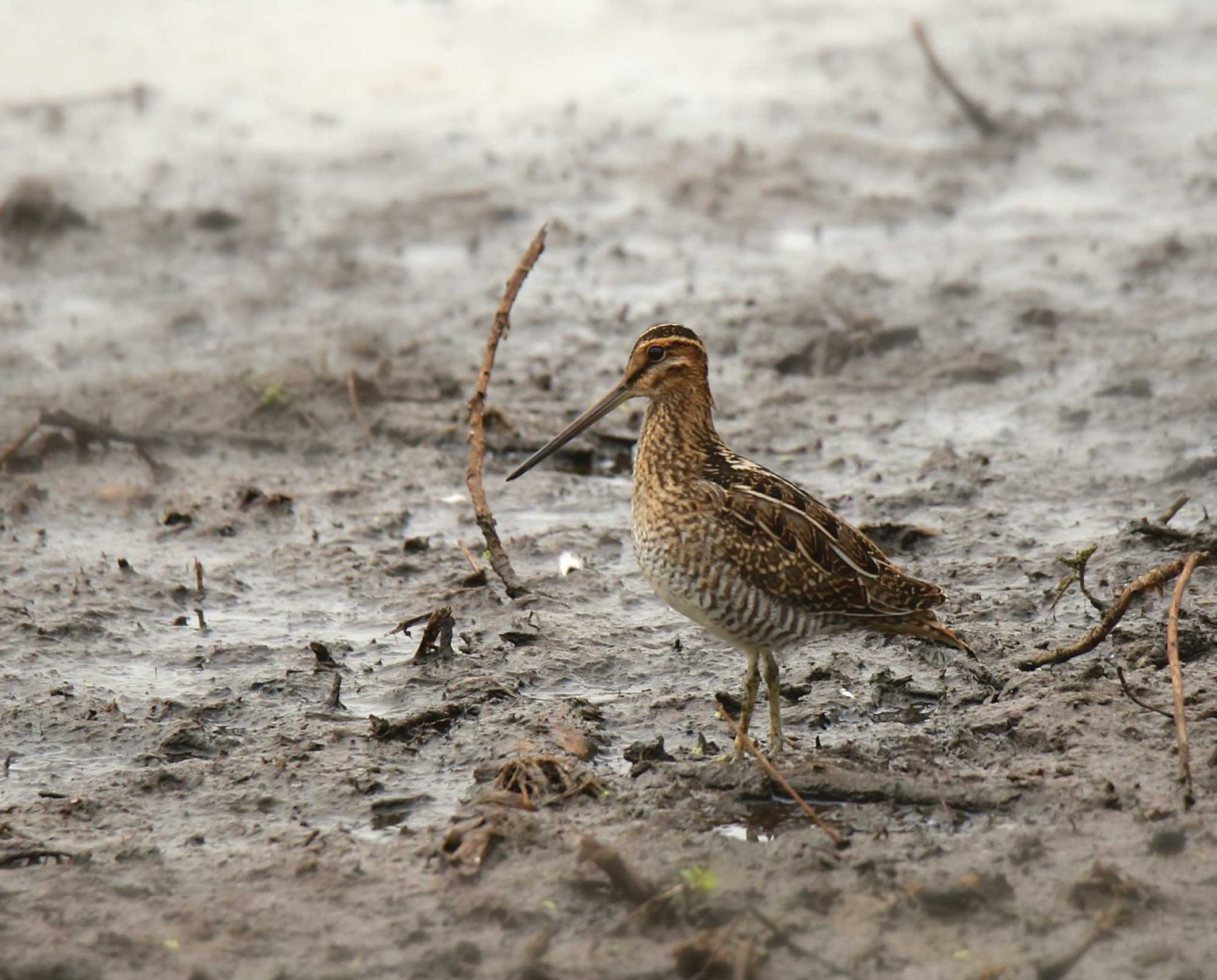 Snipe Hunting Articles, Gear, Public Lands, How-To