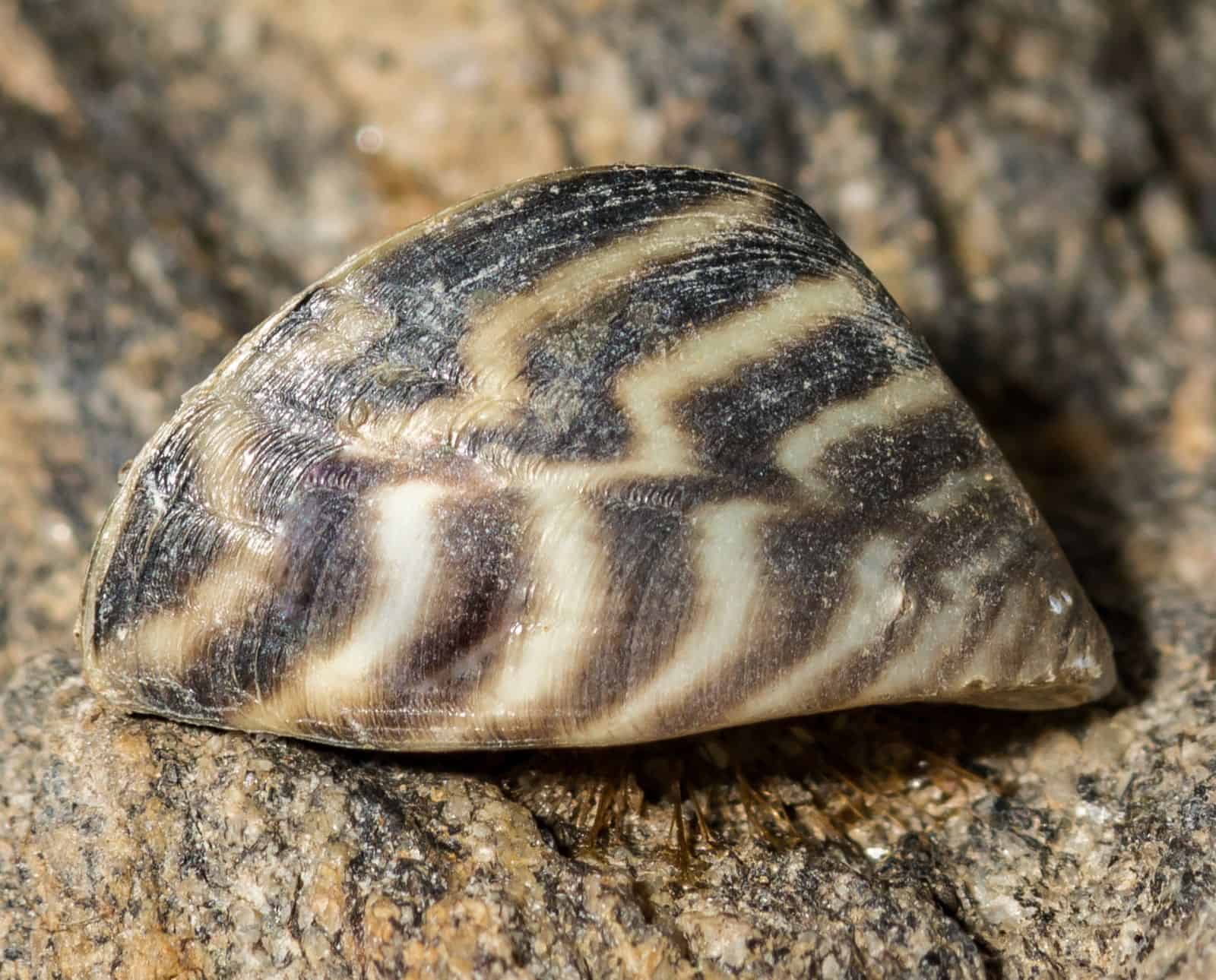 a-zebra-mussel - Project Upland