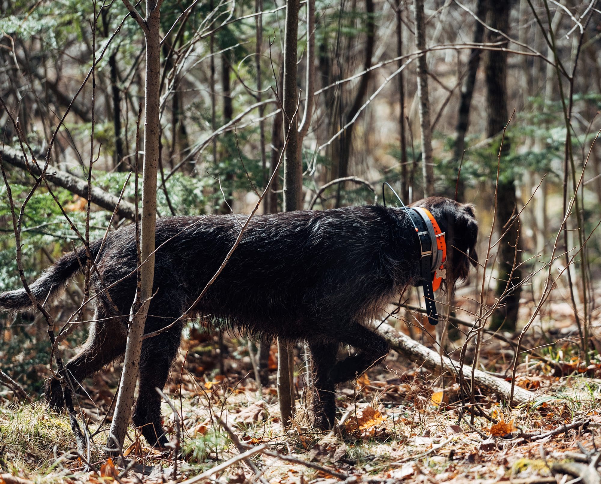 dogs-and-traps-1 - Project Upland