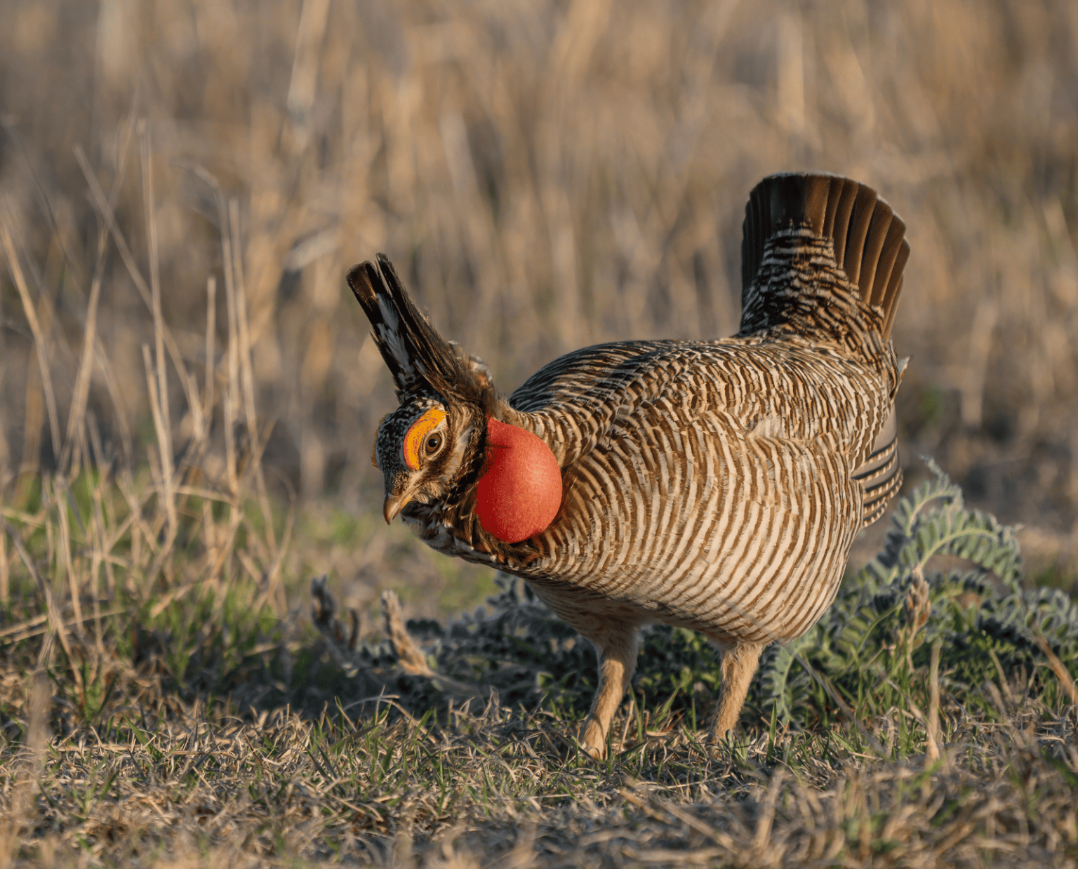 The Lesser Prairie Chicken - A Prairie Gladiator - Project Upland