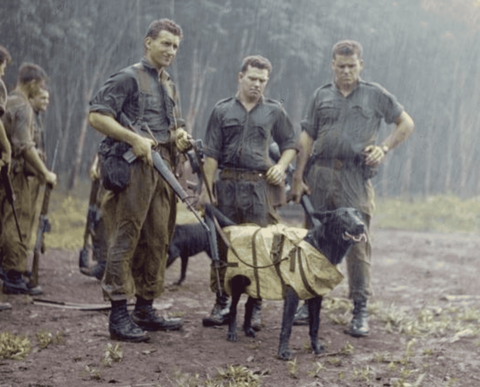 Australian Tracking Labs of the Vietnam War - Project Upland