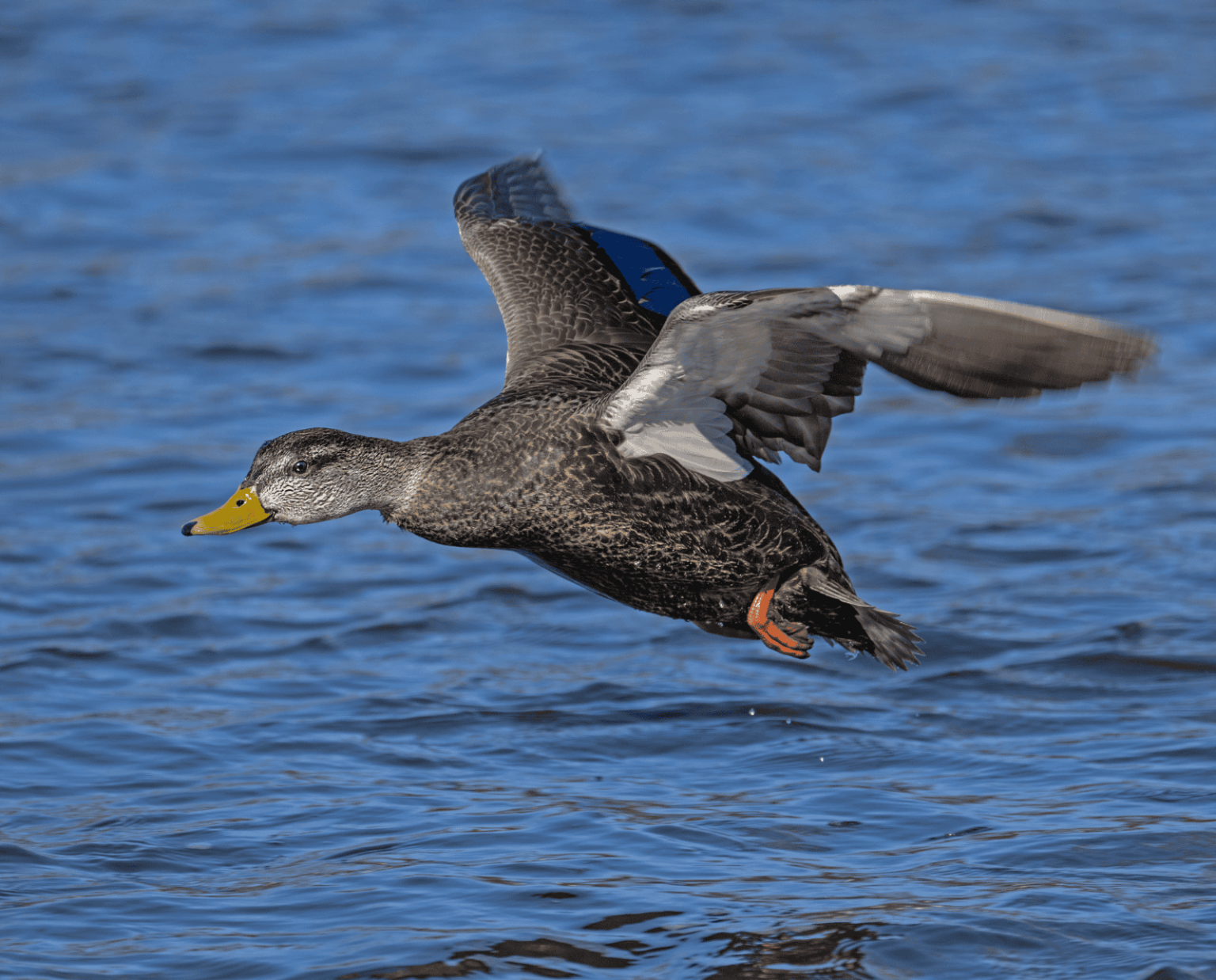 The American Black Duck: Habitat, Life History, and Culture - Project ...
