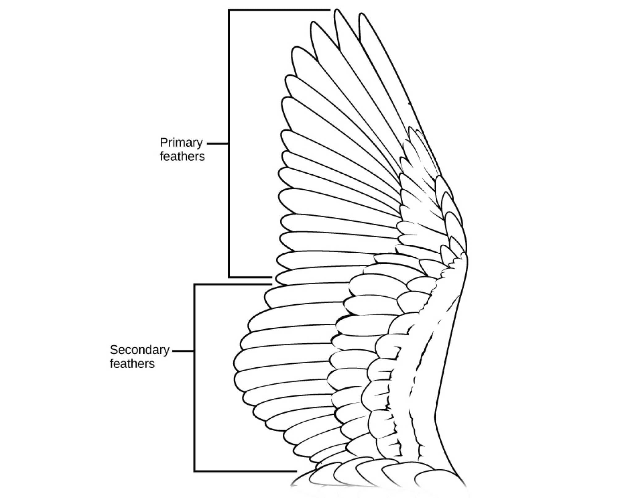 figure-of-wing-feathers - Project Upland