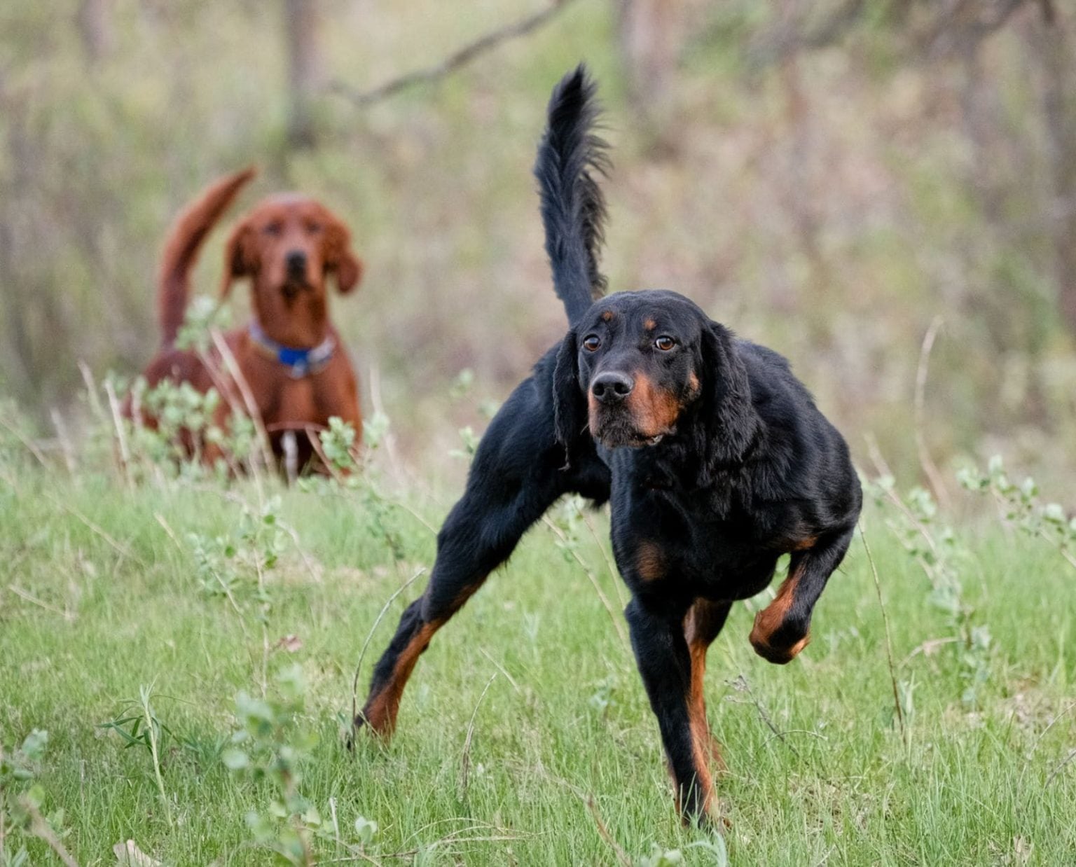 gordon-setter-irish-setter-pointing-high-tails - Project Upland