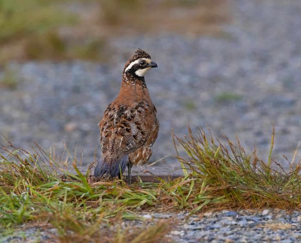 Upland Bird Hunting in Oklahoma - Season Dates, Fees, and More ...
