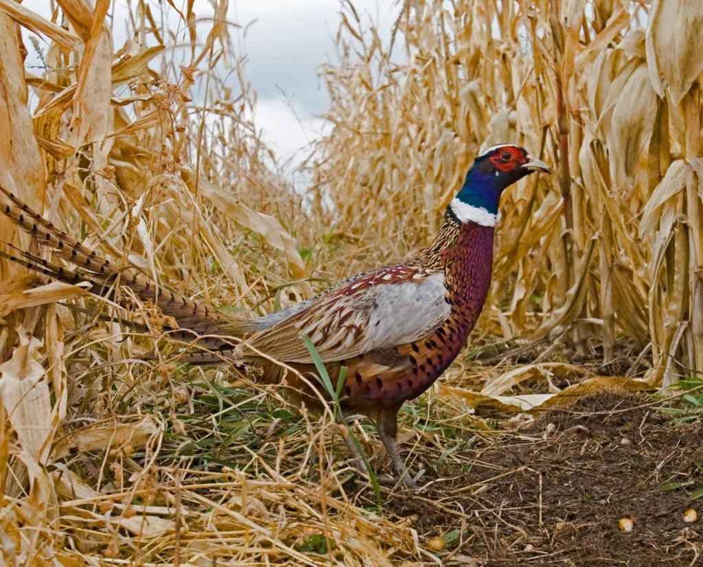 Upland Bird Hunting In Illinois: Pheasants, Regulations, and More ...