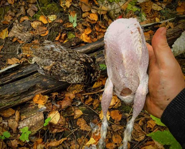 Game Meat Profile: Ruffed Grouse - Project Upland
