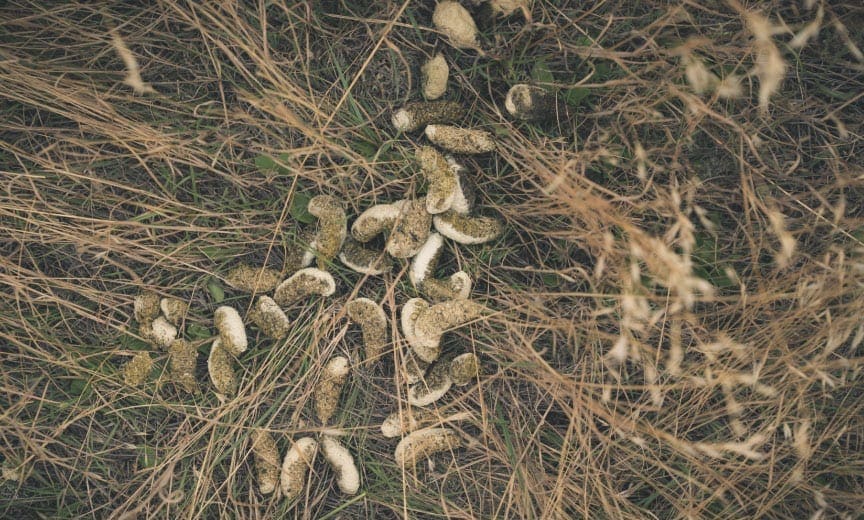 sage-grouse-droppings - Project Upland