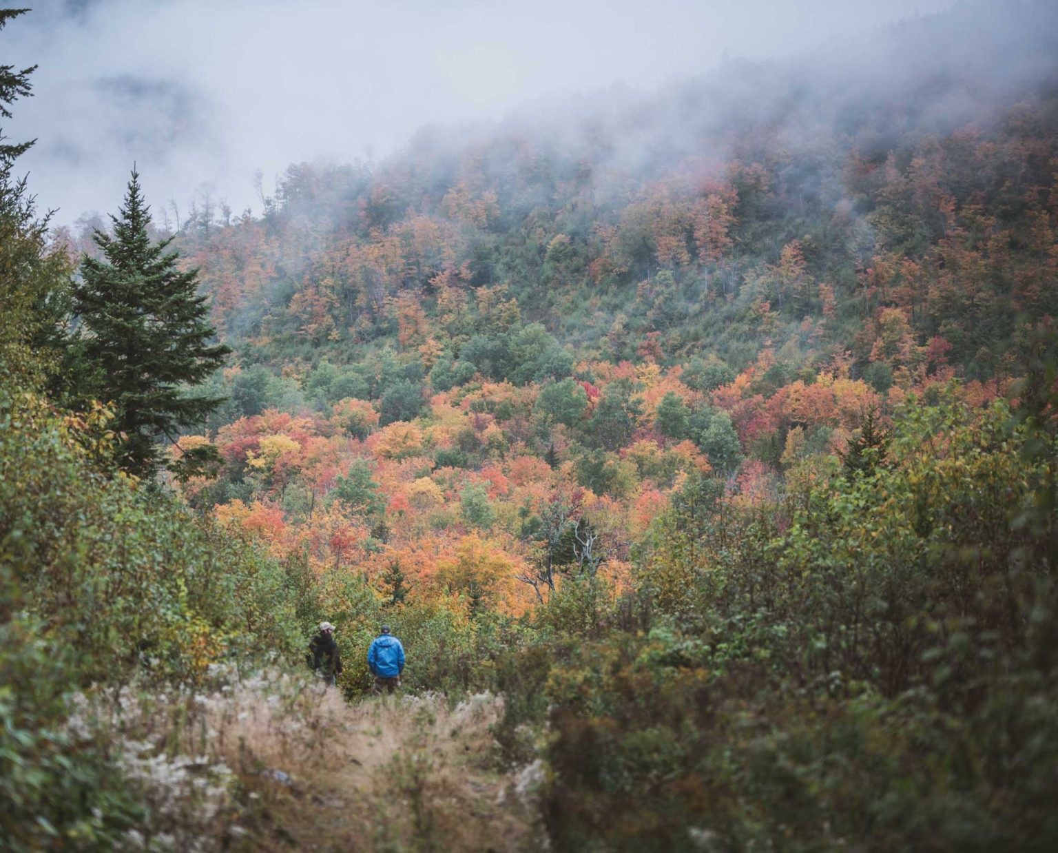 What Defines a Healthy Forest in North America? - Project Upland