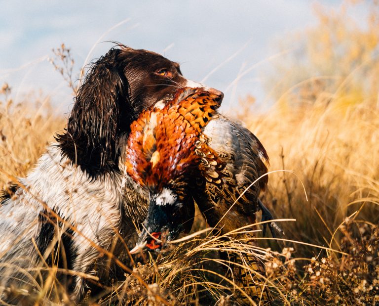 Maine Wild Bird Hunting Video: Grouse & Woodcock Adventures
