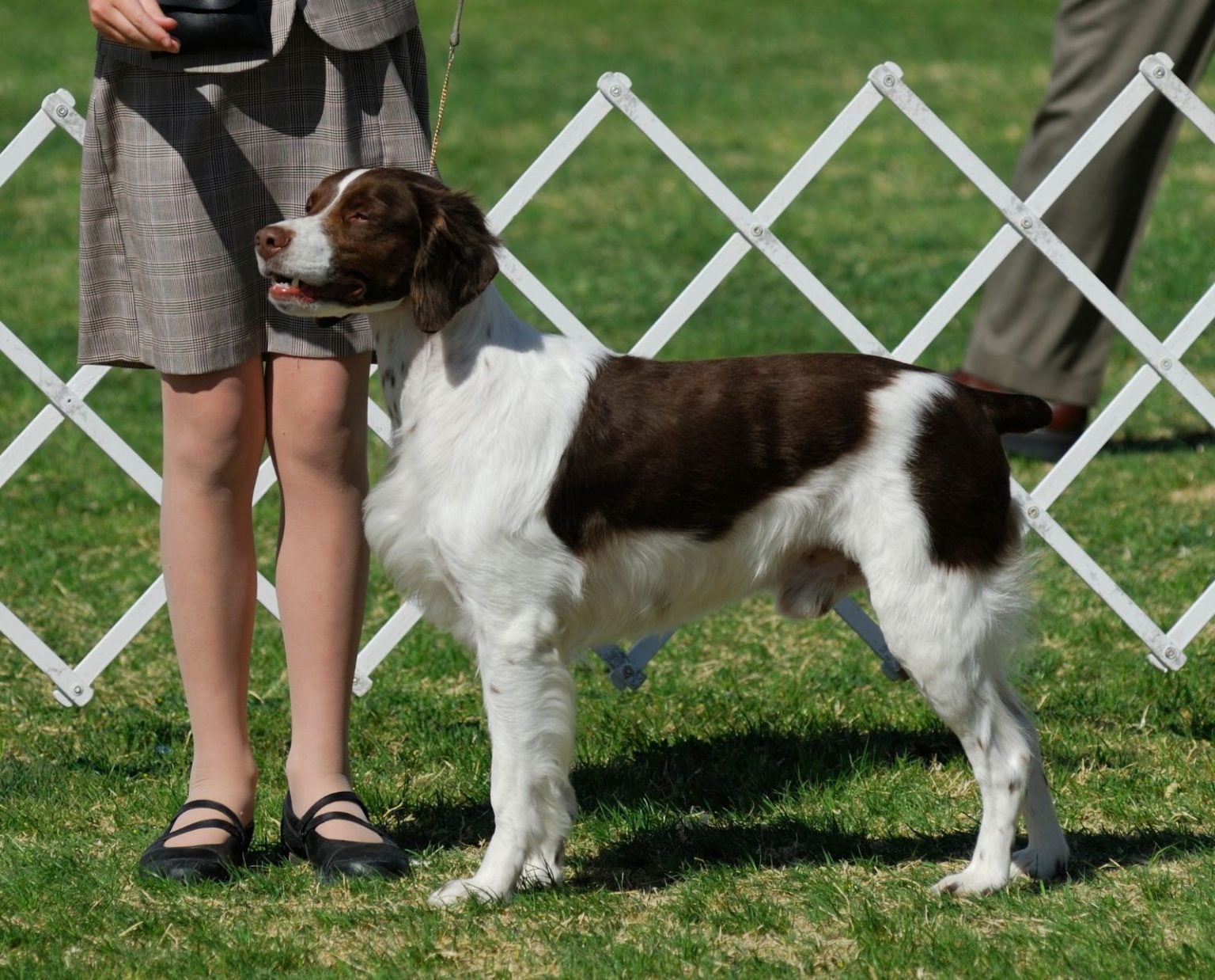 Dog Shows Don’t Help Bird Dogs Obtain “Perfection of Form” - Project Upland
