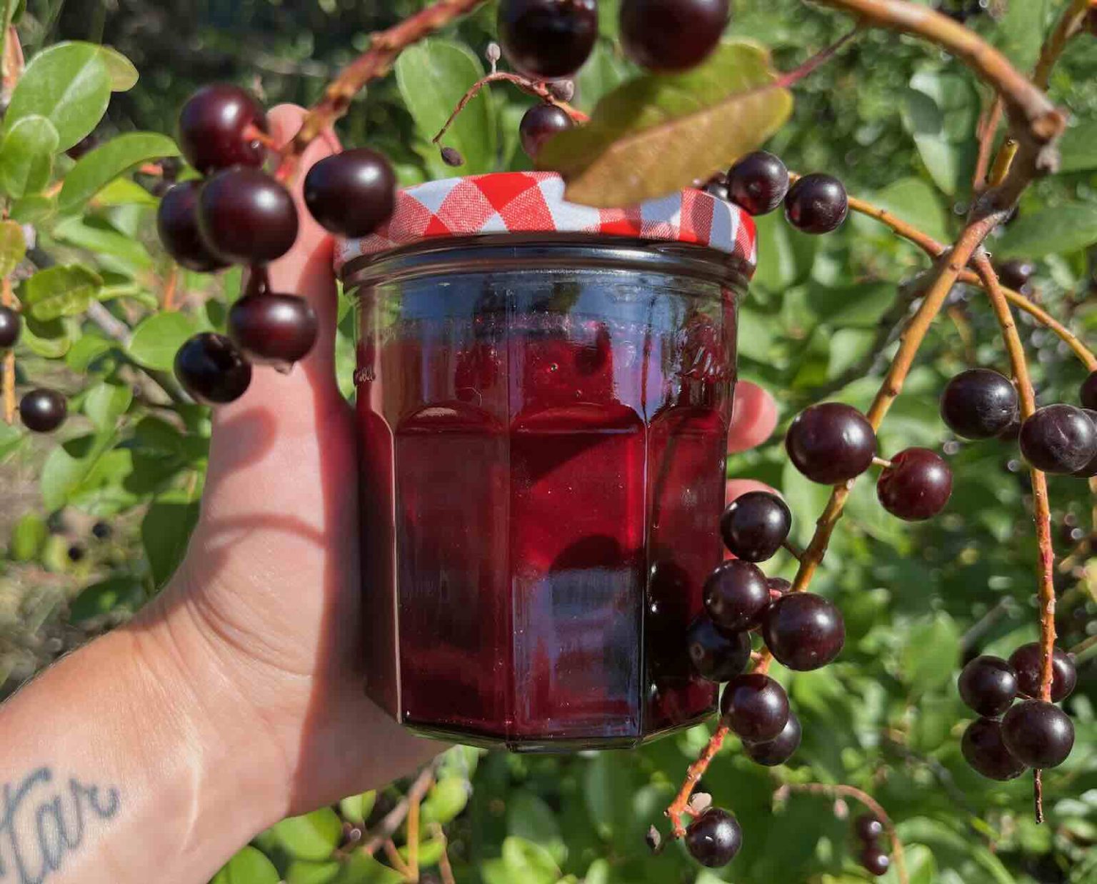Homemade Chokecherry Jelly - Project Upland