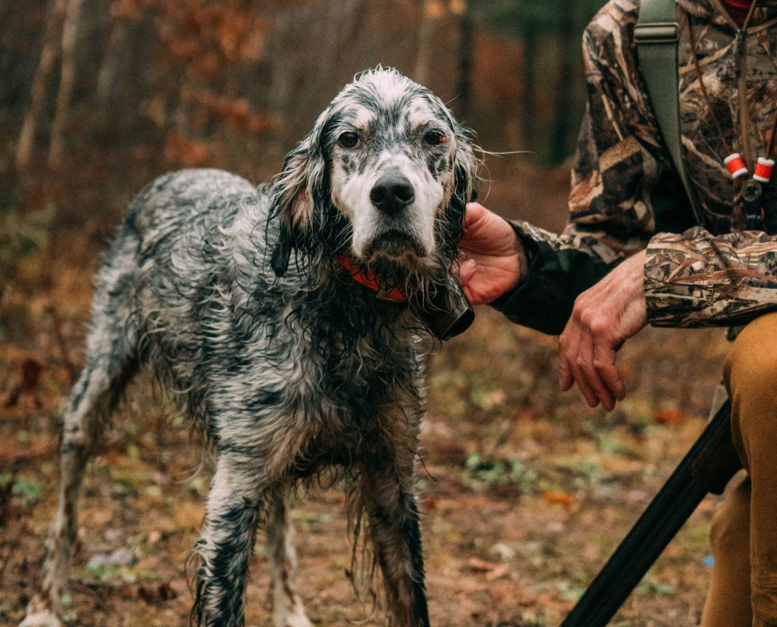english-setter-hunting-in-wisconsin-raining - Project Upland