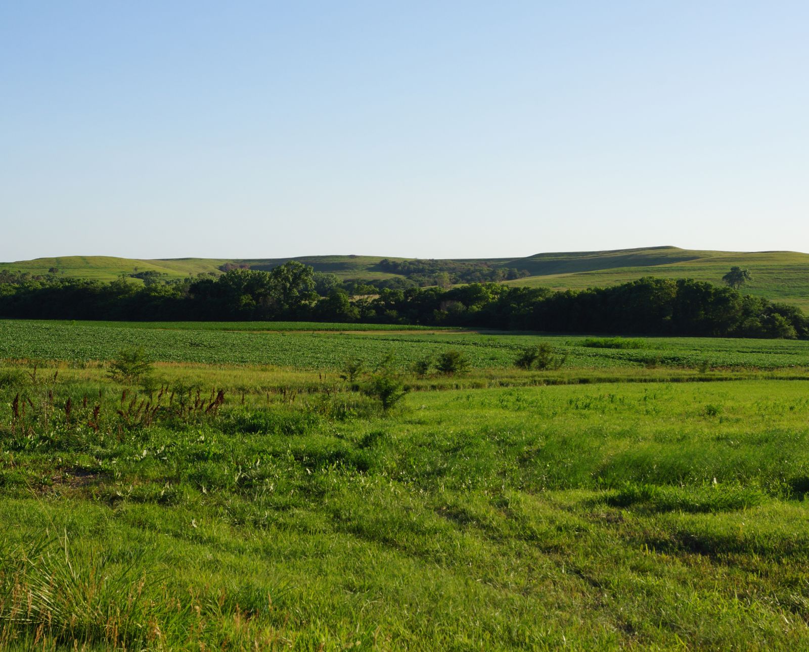 Upland Game Bird Habitat Requirements and Management Tips - Project Upland