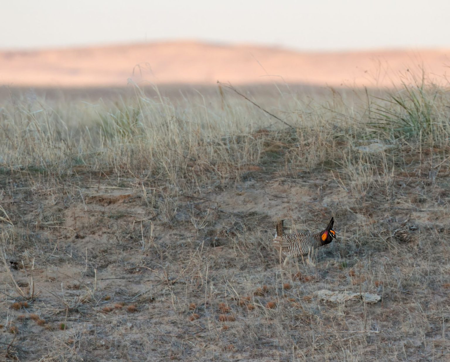 Managing Grasslands for Prairie Grouse and Other Upland Birds - Project Upland