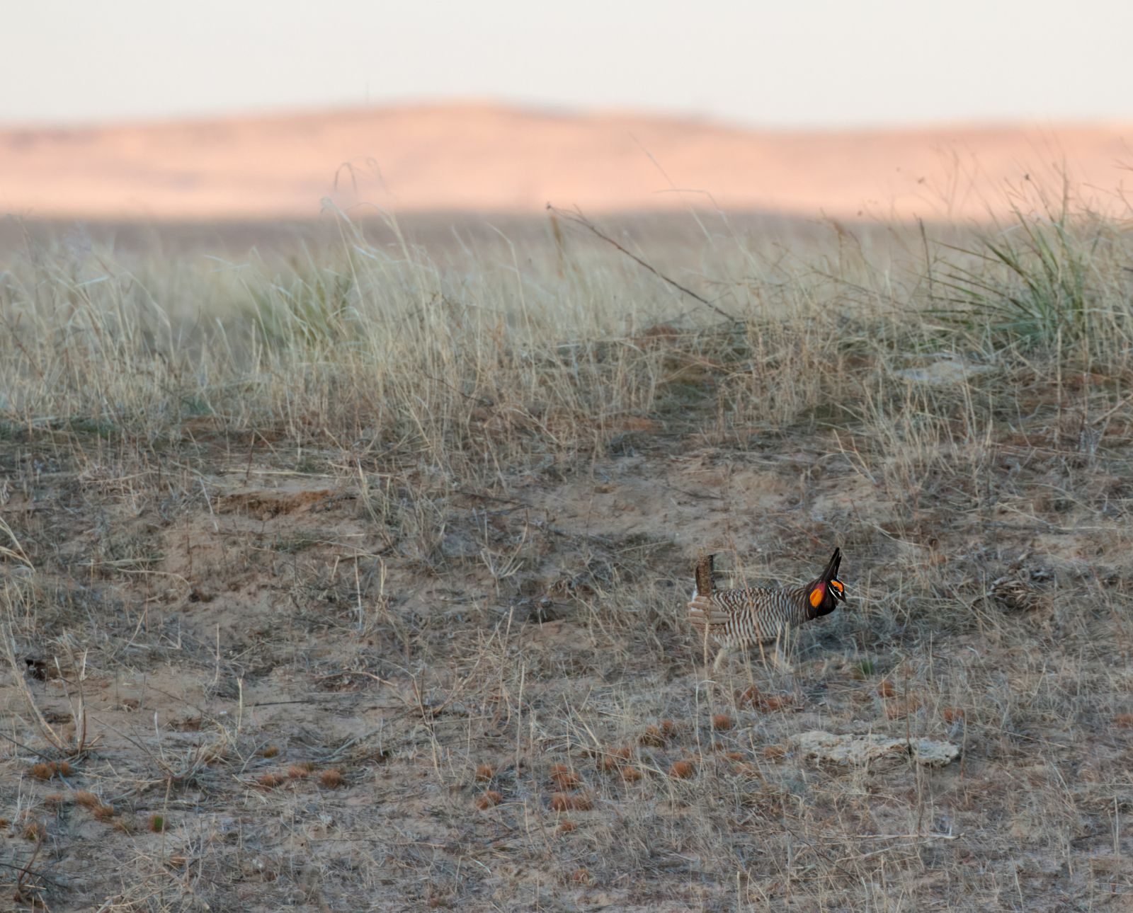Managing Grasslands for Prairie Grouse and Other Upland Birds - Project ...