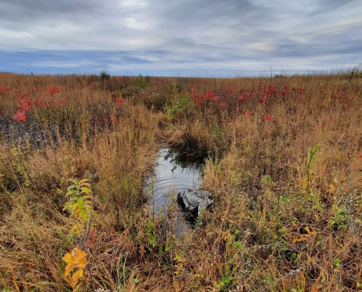 Managing Grasslands for Prairie Grouse and Other Upland Birds - Project ...