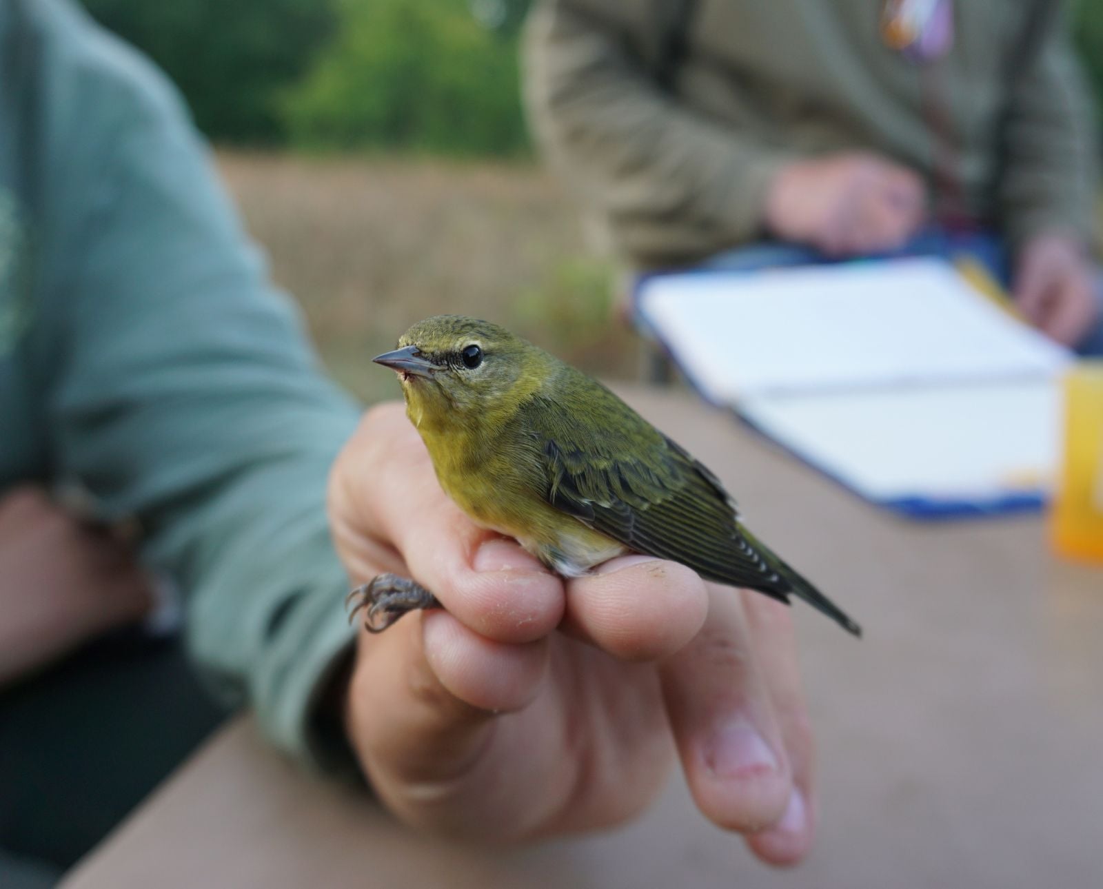 Why Losing Funding for Songbird Science Would Hurt All Birds - Project ...