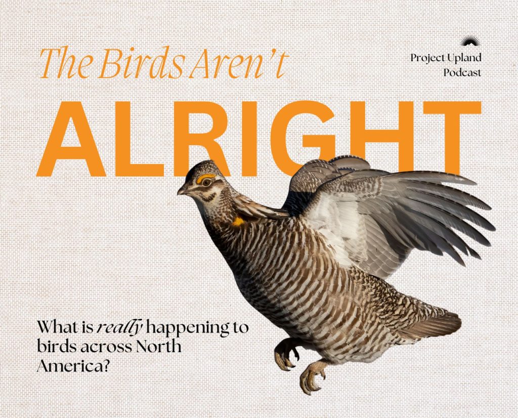 Project Upland – Wild Birds, Public Lands, Dogs, and Shotguns
