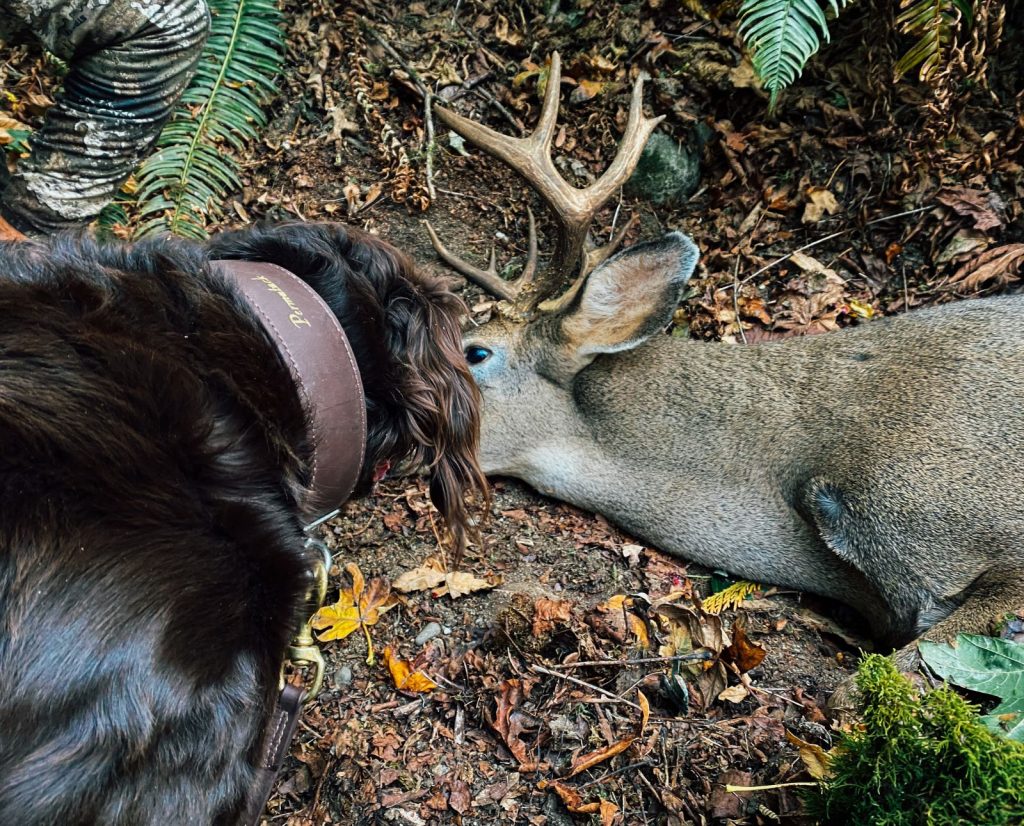 deutsch-langhaar-versatile-dog-tracking-wounded-deer - Project Upland