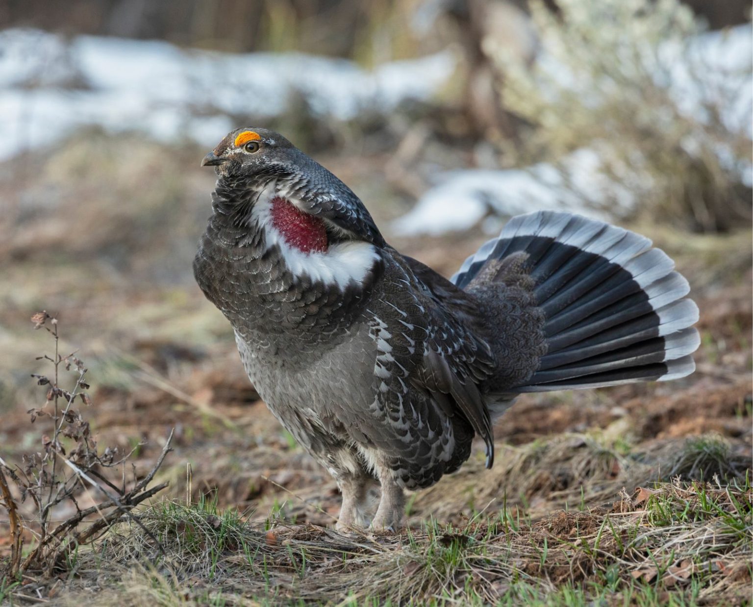 The Differences Between Dusky and Sooty Grouse - Project Upland