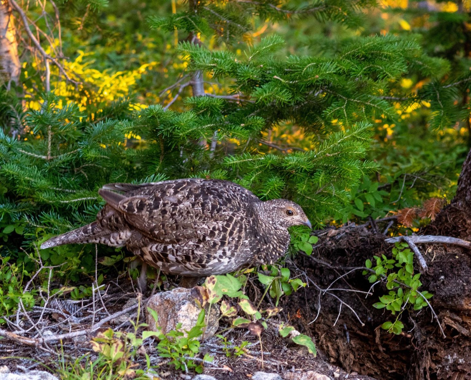dusky-grouse-foraging-in-spruce-forest - Project Upland