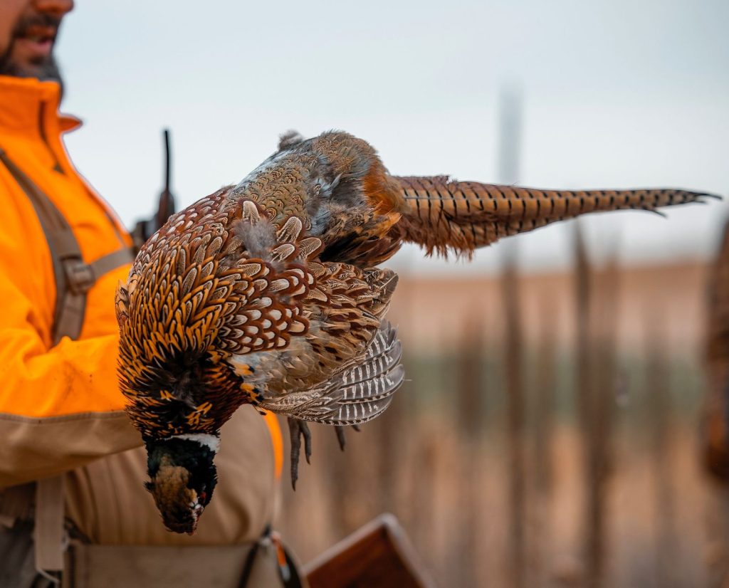 Oregon Upland Bird Hunting: Chukar, Huns, Quail & Pheasant