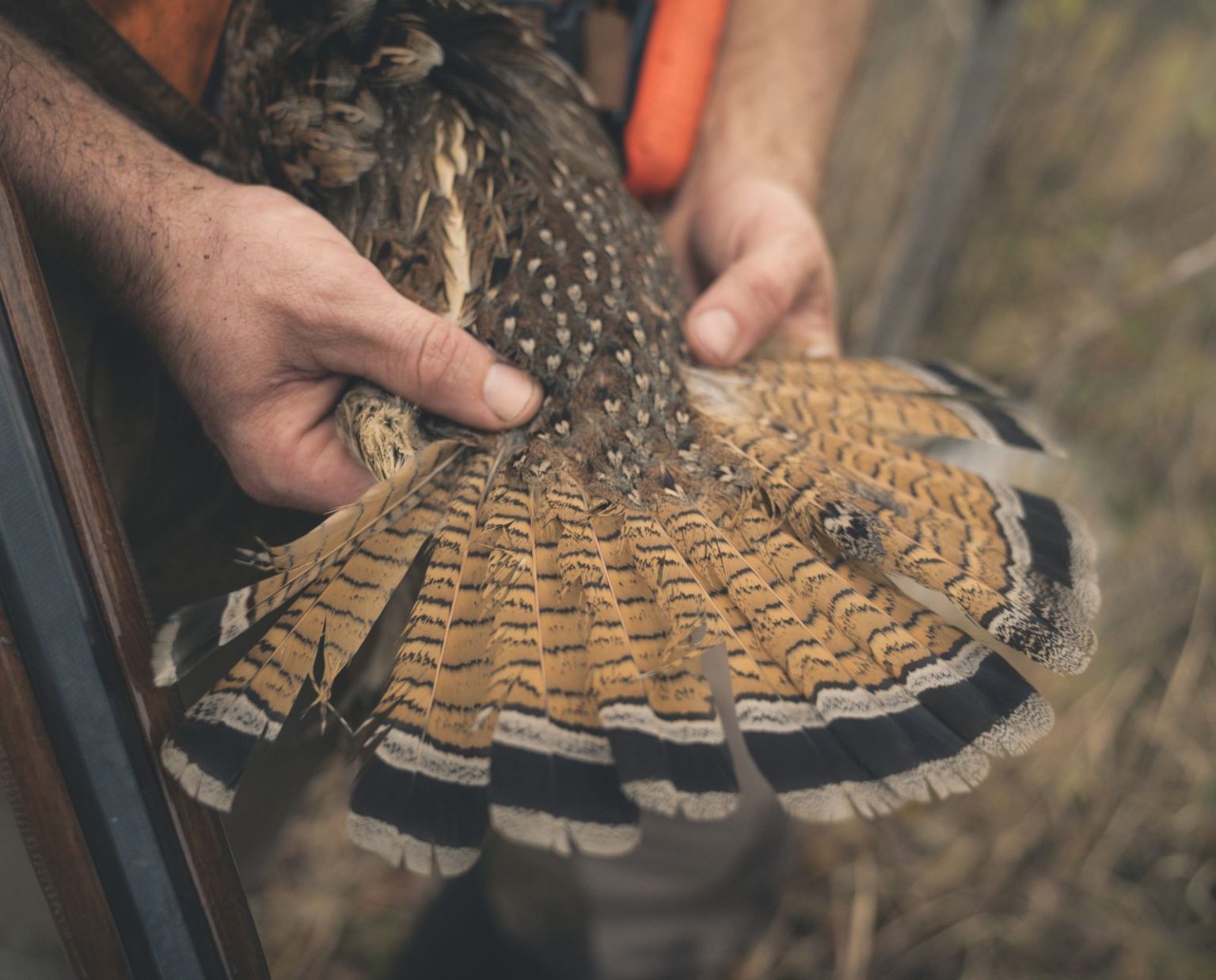 Types of Grouse You Can Hunt in North America (and Why You Should ...