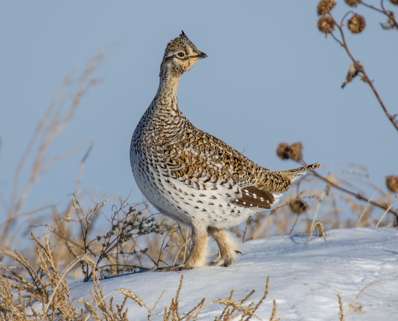 Types of Grouse You Can Hunt in North America (and Why You Should) - Project Upland