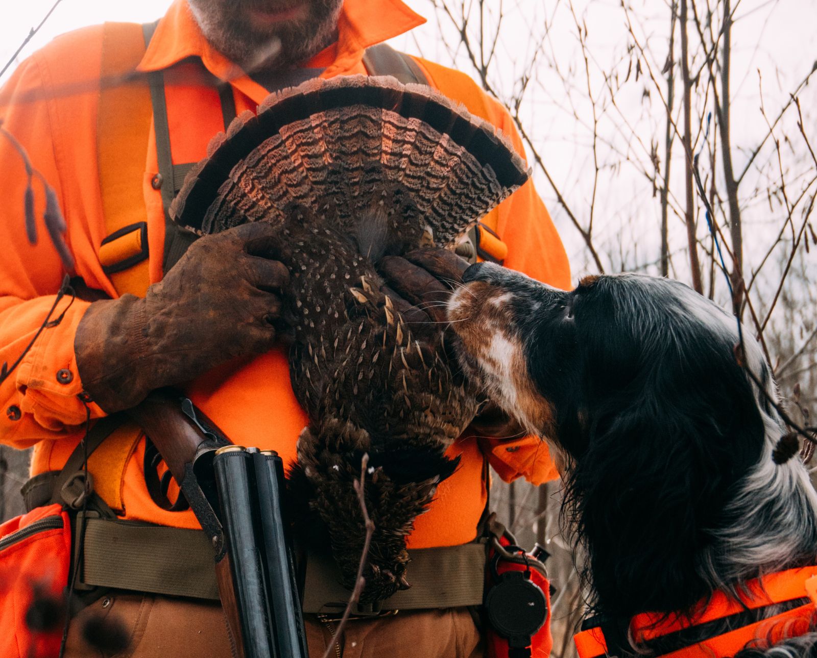 Complete Guide to Hunting Ruffed Grouse from Scouting to Tactics