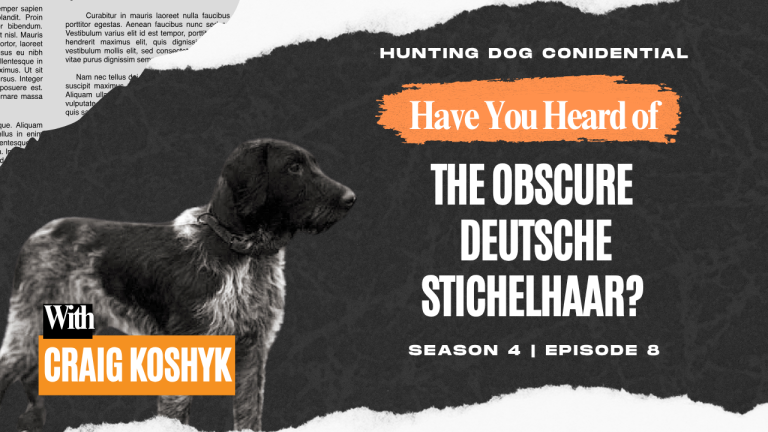 Stichelhaar Podcast: The Rare German Pointing Dog You’ve Never Seen