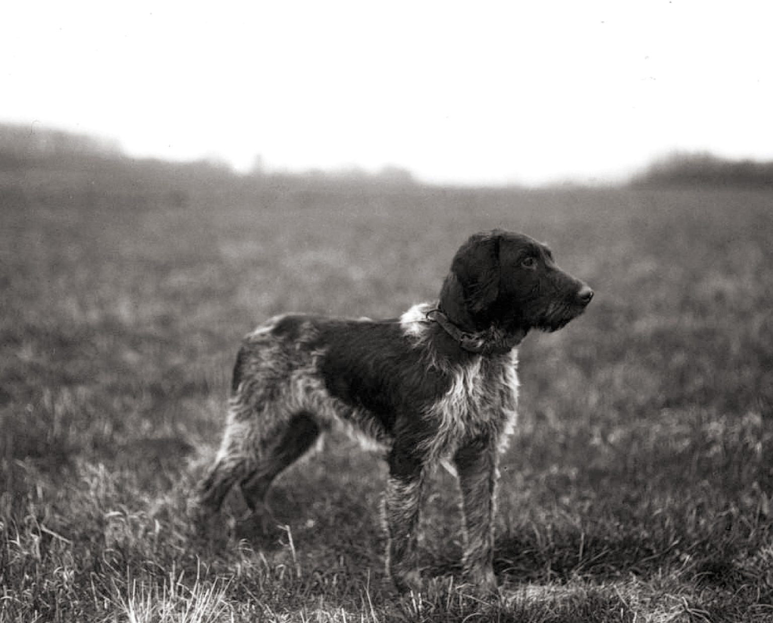Stichelhaar Podcast: The Rare German Pointing Dog You’ve Never Seen