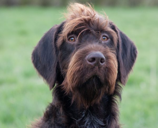 Stichelhaar Podcast: The Rare German Pointing Dog You’ve Never Seen
