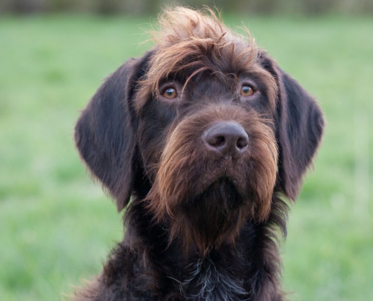 Stichelhaar Podcast: The Rare German Pointing Dog You’ve Never Seen