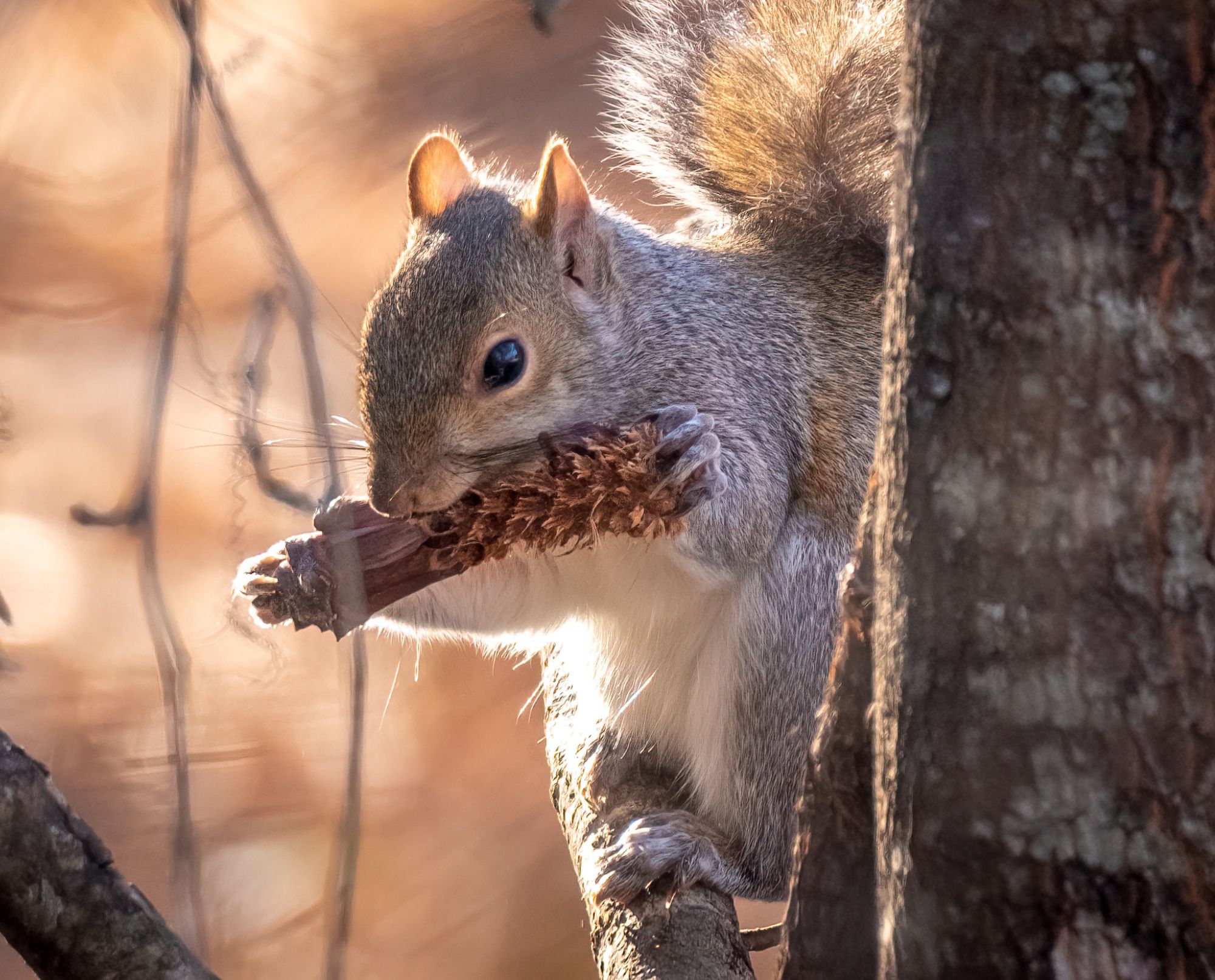 Hunting Late Season Squirrels: Winter Foods, Tactics, and Weather - Project Upland