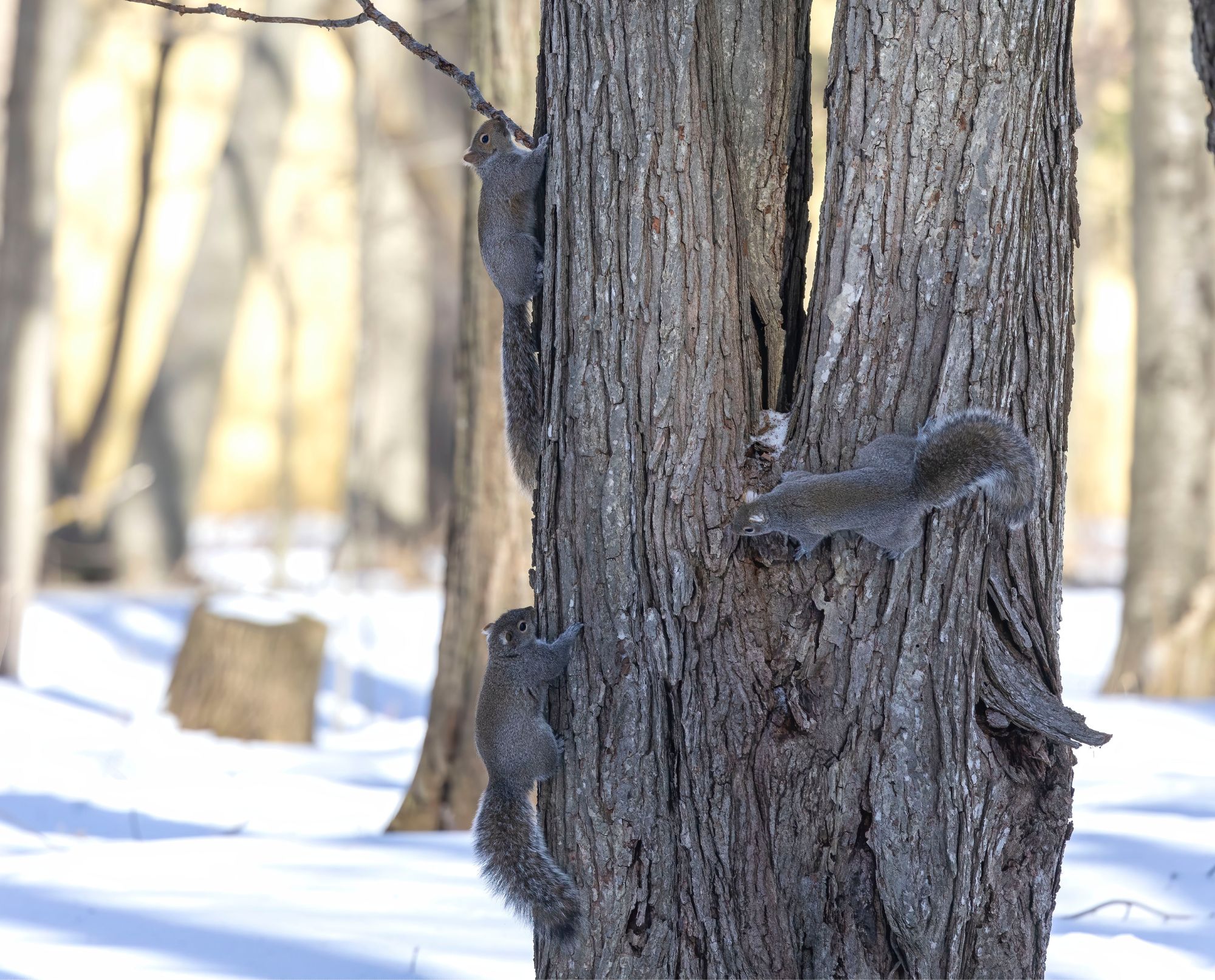 three-gray-squirrels-on-tree - Project Upland