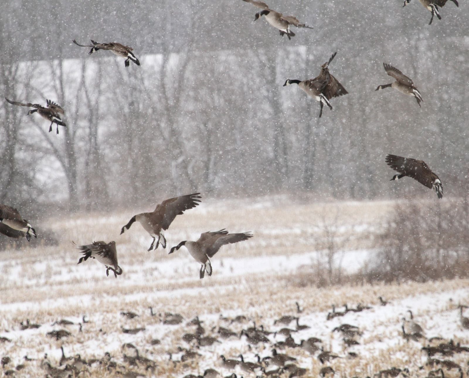 Hunting Geese From a Pit Blind - Project Upland