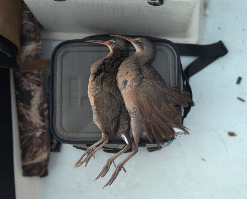The Complete Guide to Marsh Hen Hunting - Project Upland
