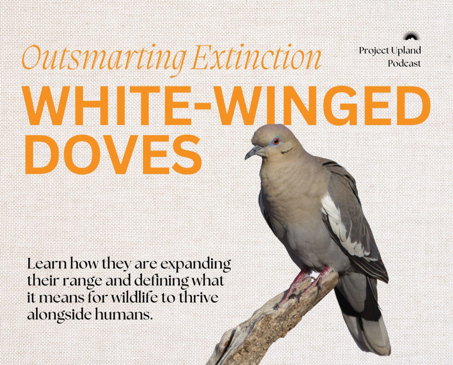 Project Upland – Wild Birds, Public Lands, Dogs, and Shotguns