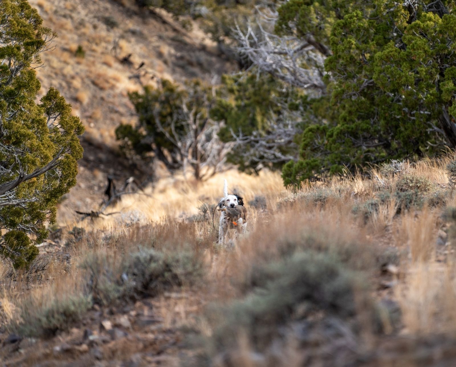 Chukar Home Ranges, Habitat Types, and Plant Communities - Project Upland