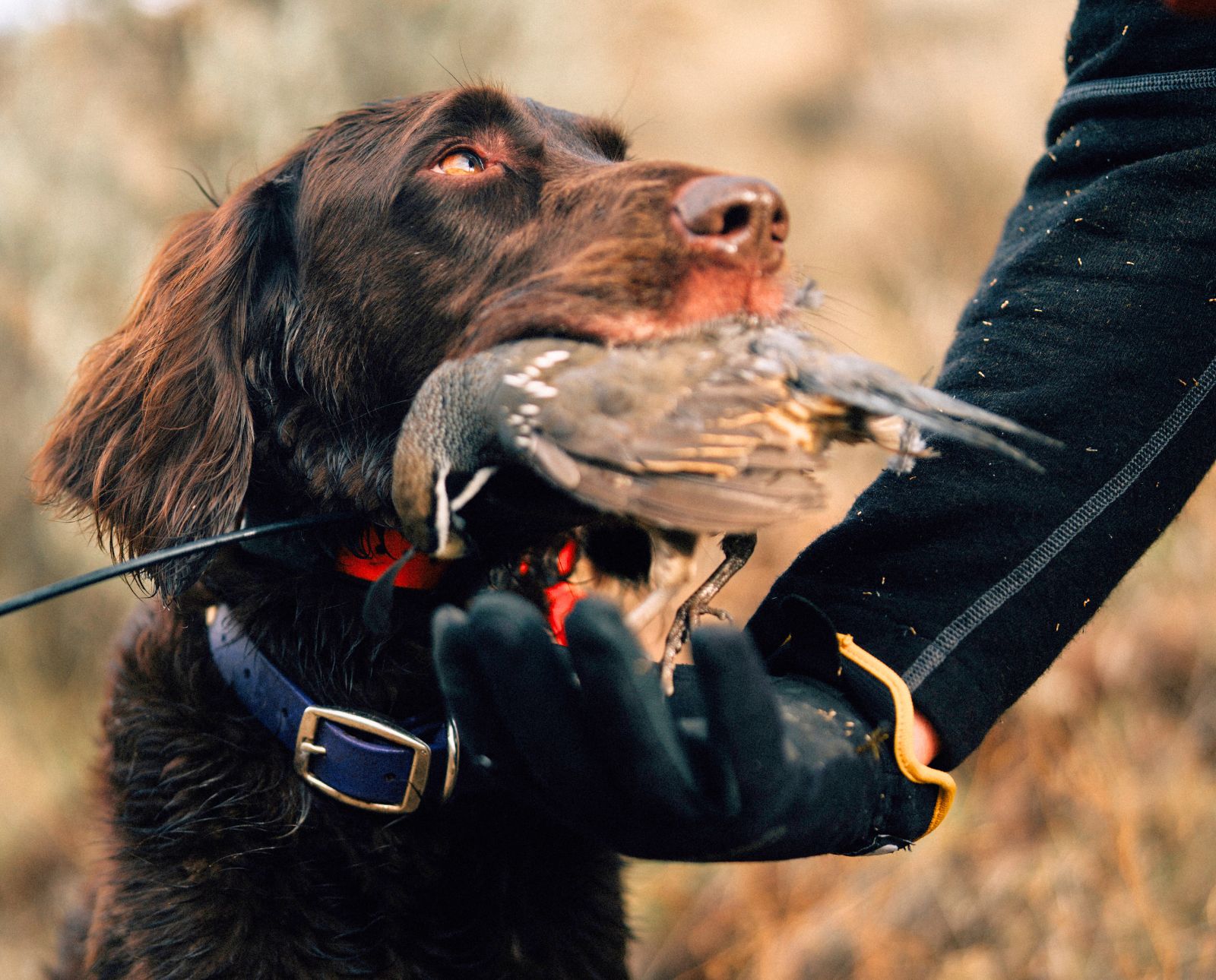 finished-pointing-dog-retrieving-to-hand-deutsch-langhaar - Project Upland