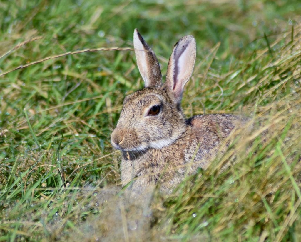 Rabbit Hunting with the Barony Bassets in Scotland - Project Upland