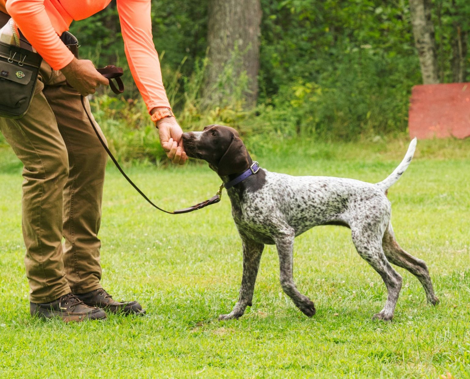 started-pointing-dog-german-shorthaired-pointer-training - Project Upland