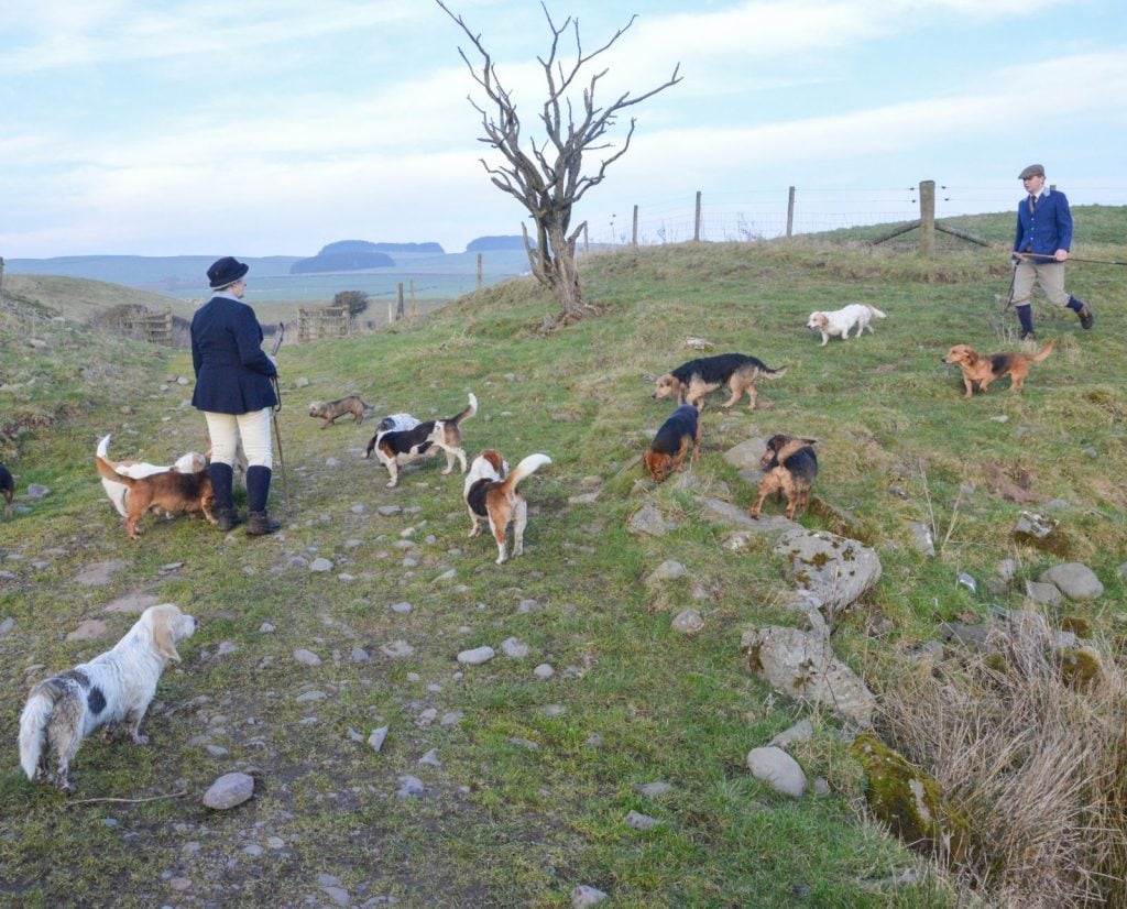 Rabbit Hunting with the Barony Bassets in Scotland - Project Upland