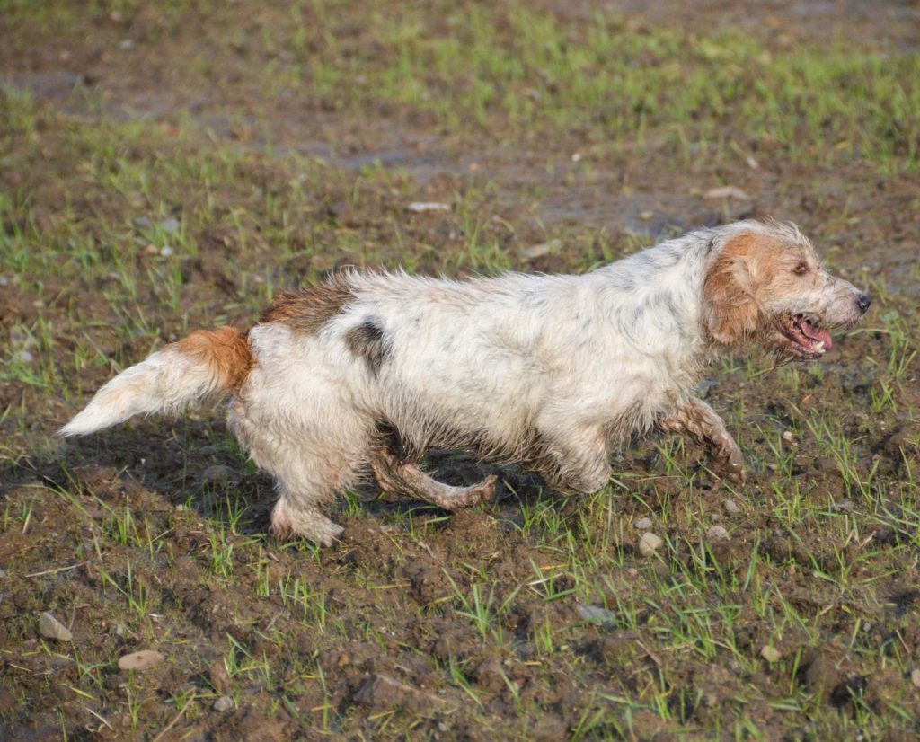 wire-haired-basset-hound-rabbit-hunting-scotland - Project Upland
